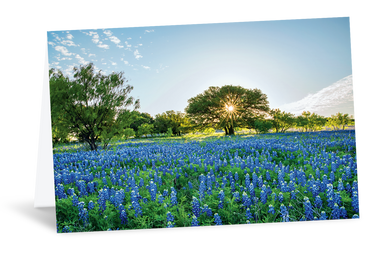 Bluebonnet Morning Art Card Pack