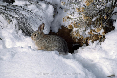 A Hiding Place - Cottontail by Thomas D. Mangelsen