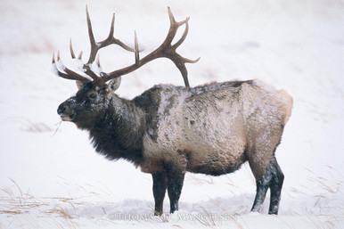 A South Wind - Bull Elk by Thomas D. Mangelsen