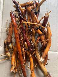 Nusantara Delicate Dried Coconut Tree Roots - Cocos nucifera , 80 gram