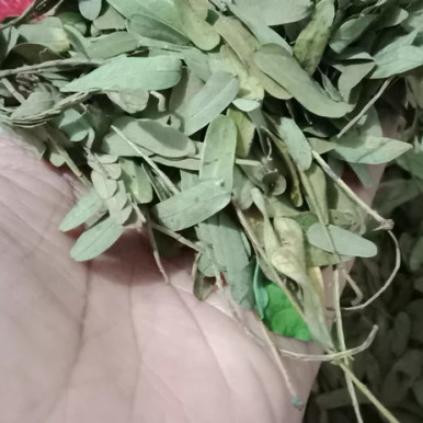 Nusantara Delicate Daun Asam Jawa - Tamarindus Indic Leaf Dried, 80gr