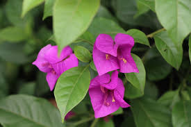 Nusantara Delicate Daun Bugenvil - Bougainvillea Glabra Leaf Dried, 80gr