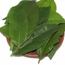 Nusantara Delicate Daun Jengkol - Pithecollobium lobatum Benth. Leaves ...