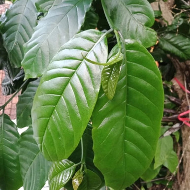 Nusantara Delicate Daun Kopi / Coffee arabica L. Leaf Powder, 80gr