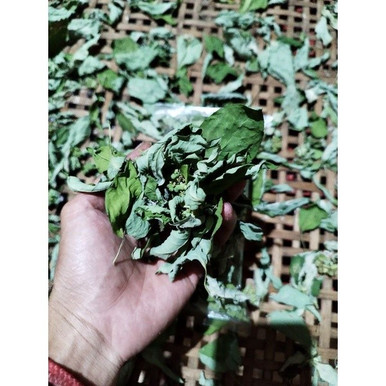 Nusantara Delicate Daun Patikan Mas - Euphorbia Heterophylla Leaf Dried ...