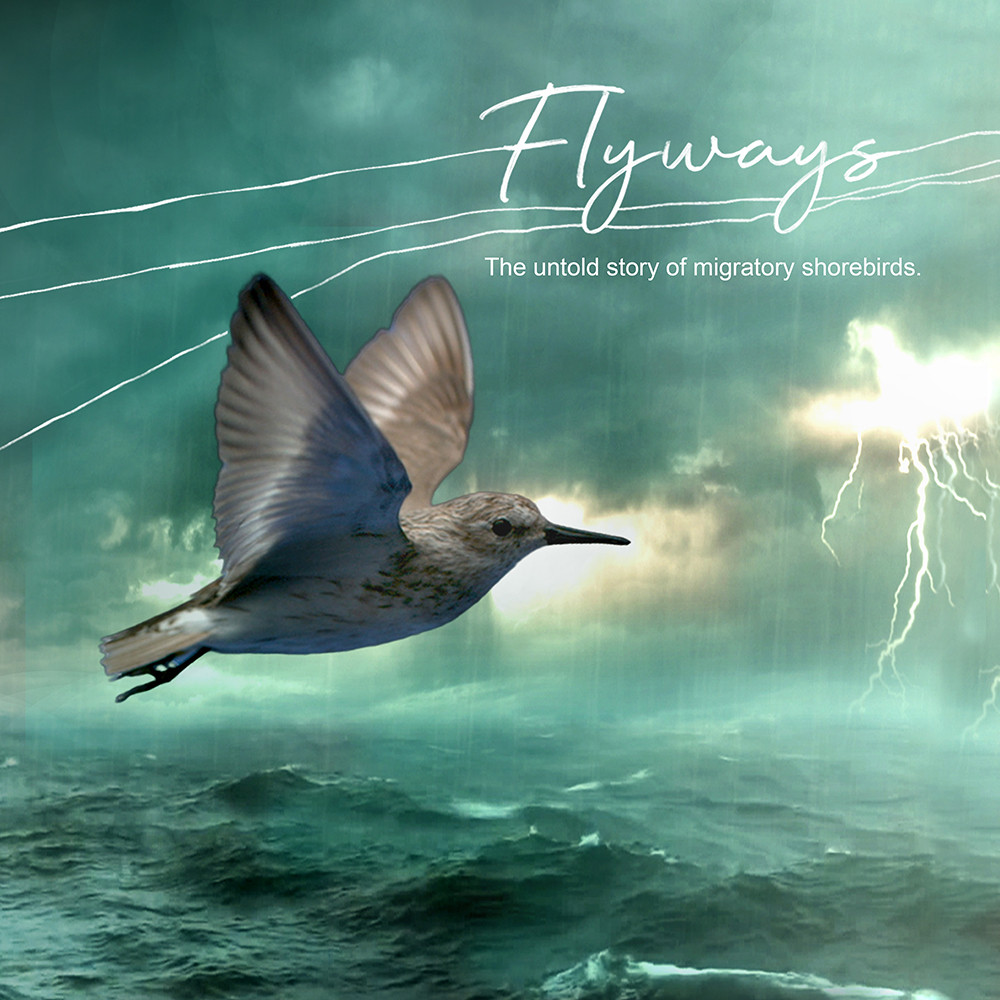 Flyways (7-Day Rental) - The Education Shop
