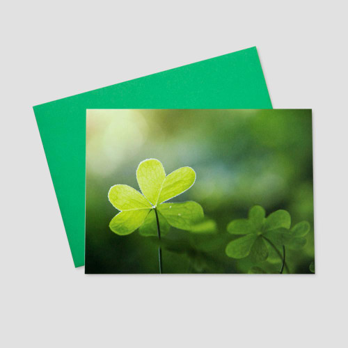 Shining Shamrock Greeting Card for St. Patrick’s Day | Signature Cards