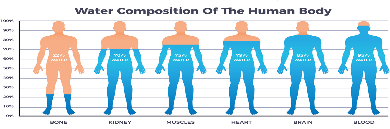 Splash into Summer: Staying Hydrated Through the Heat - Coast Brothers