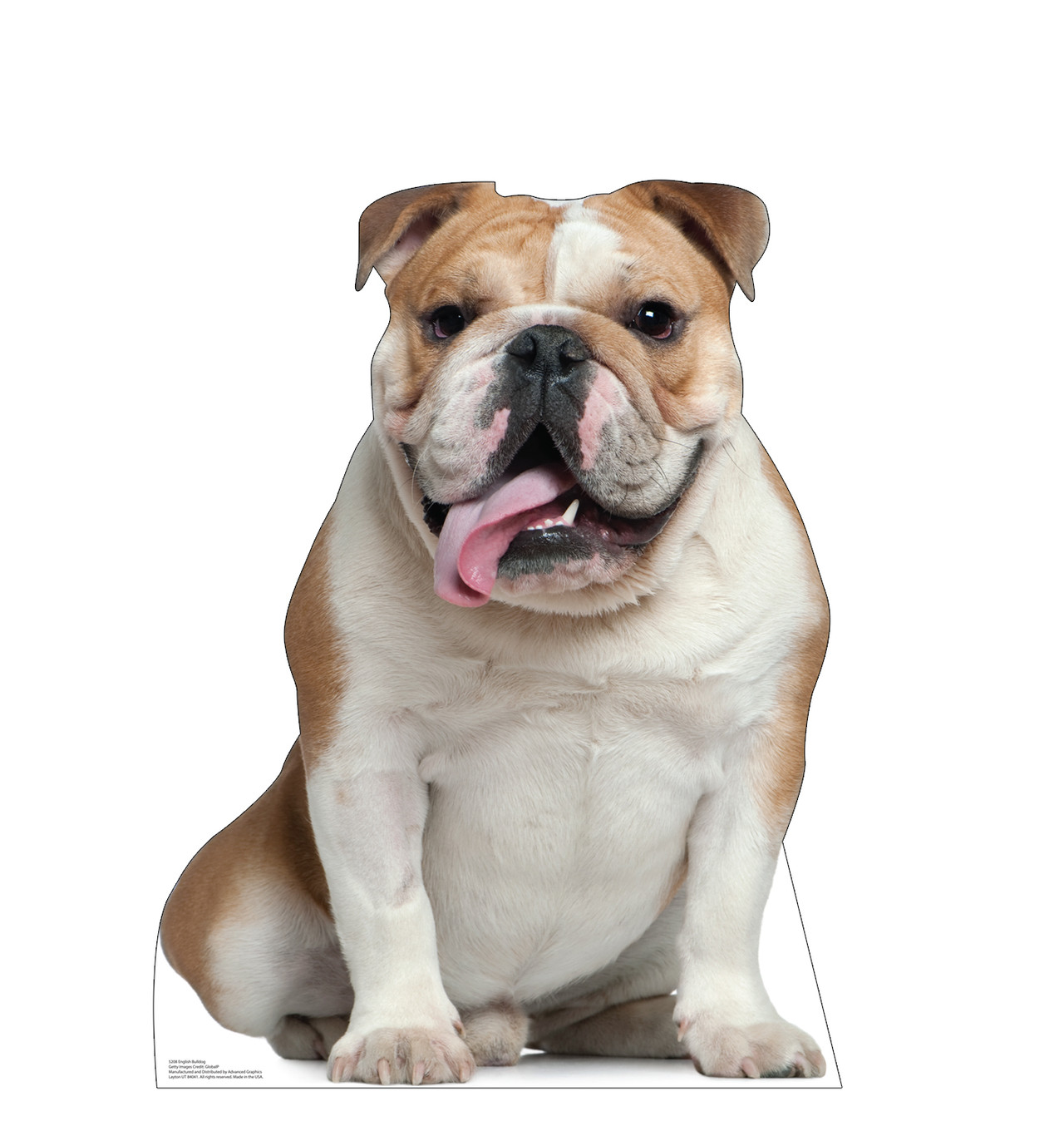 English Bull Dog Life-Size Cardboard Cutout