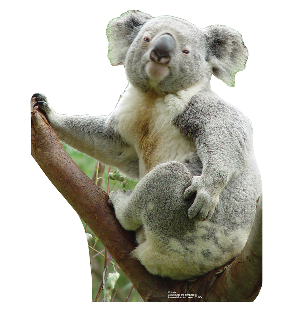 Life size Koala Bear Cardboard Standup Cardboard Cutout Life size Koala Bear Cardboard Standup Cardboard Cutout