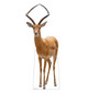 Impala Life-Size Cardboard Cutout