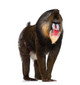 Mandrill Life-Size Cardboard Cutout
