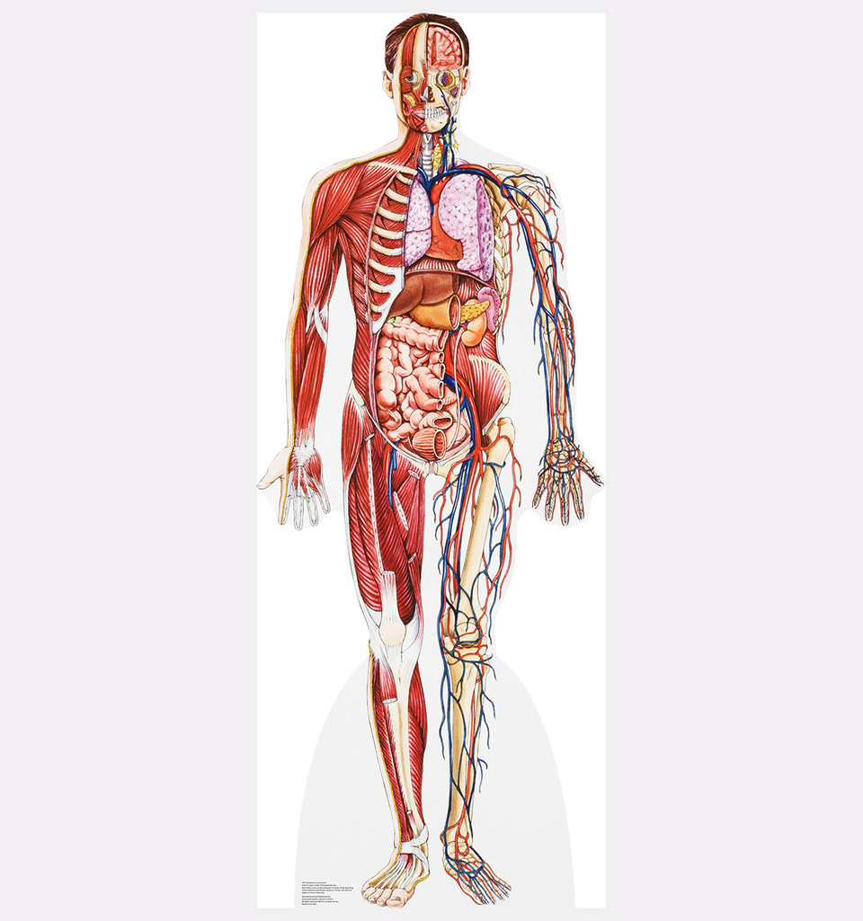 Life-size Anatomy - Cross Section Cardboard Standup |Cardboard Cutout