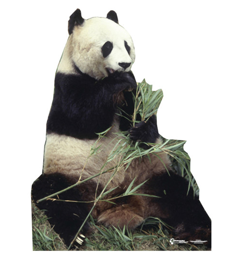 Life-size Panda Bear Cardboard Cutout | 734