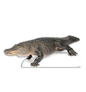 Life-size American Alligator Cardboard Standup | Cardboard Cutout