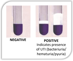 Rapid Test Kit Accutest® Uriscreen™ Urinalysis Urinary Tract Infection ...