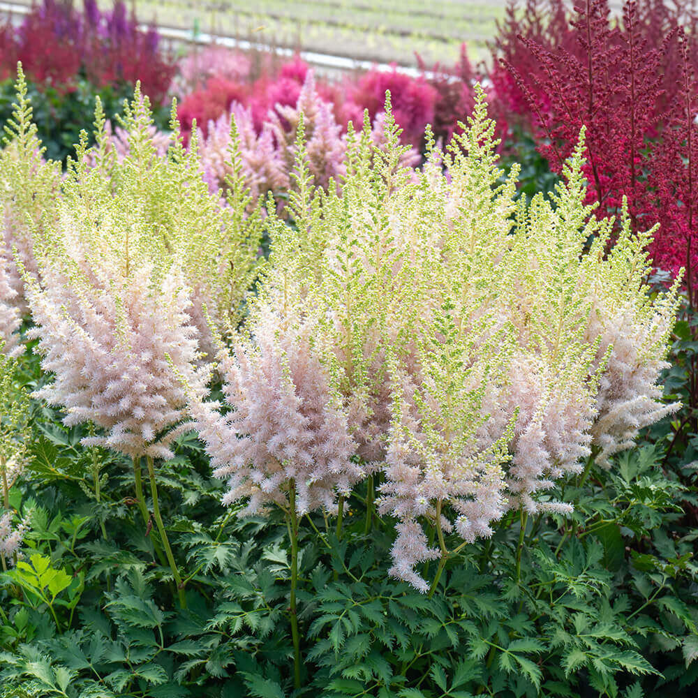 Astilbe Milk and Honey - Mr Middleton Garden Shop