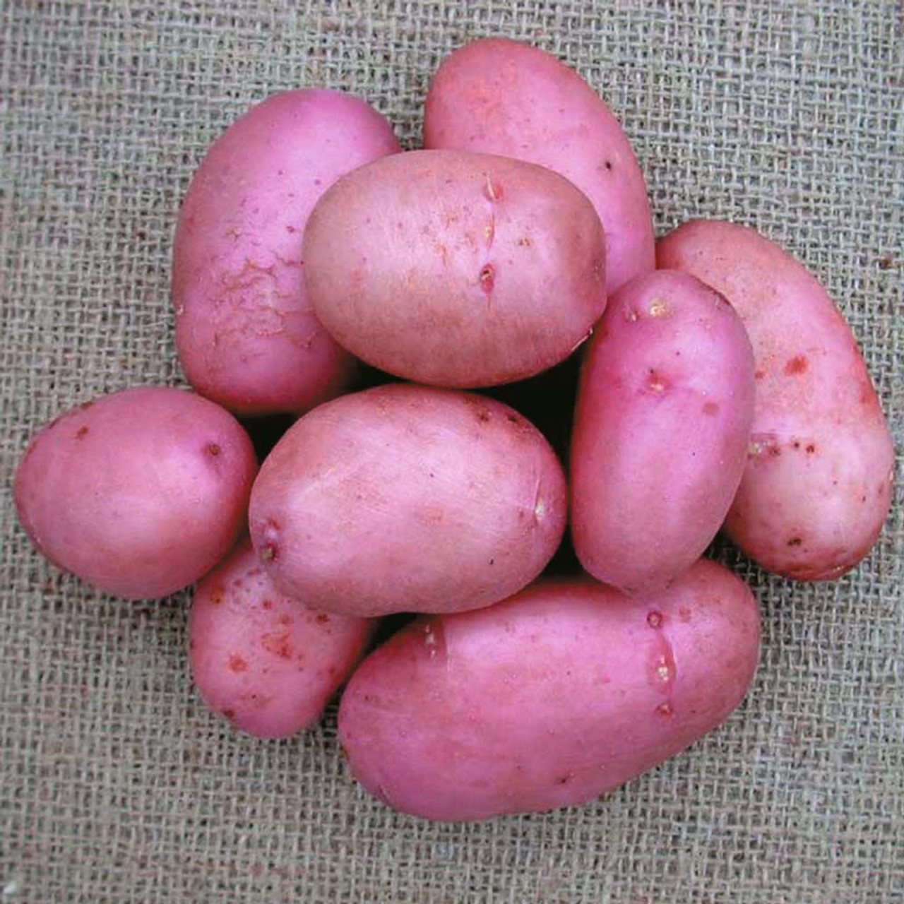 Potato Sarpo Axona - Mr Middleton Garden Shop