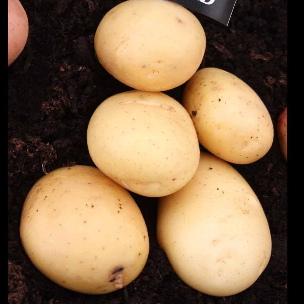 Potato Home Guard - Mr Middleton Garden Shop