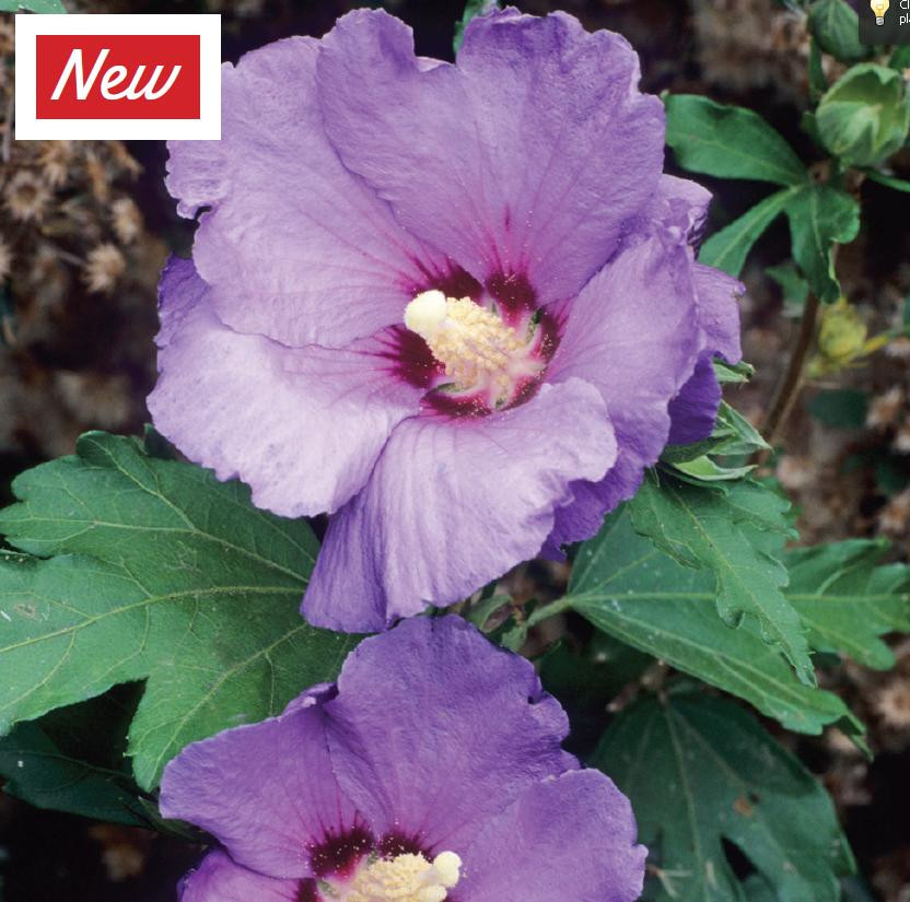 Blue Hardy Hibiscus Plants How To Plant And Grow Hardy Hibiscus