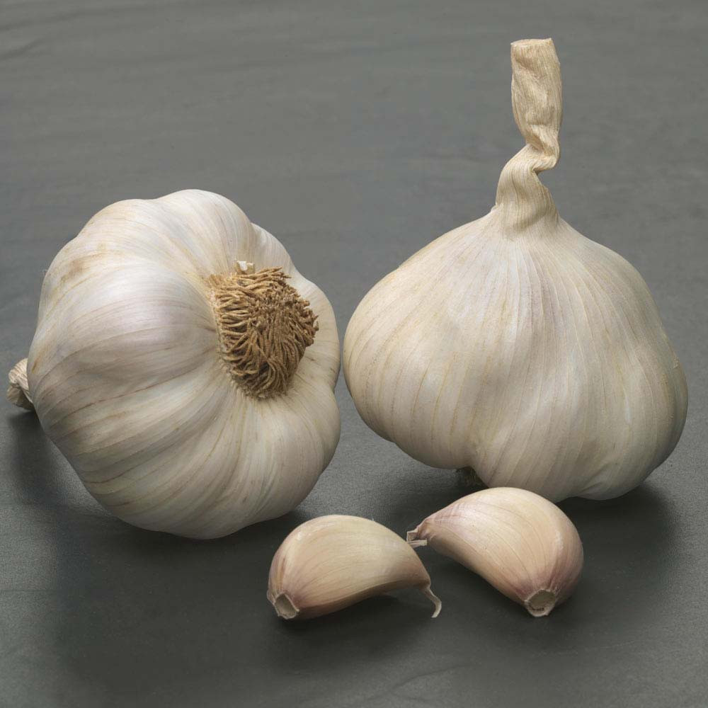 Garlic Solent Wight - Mr Middleton Garden Shop