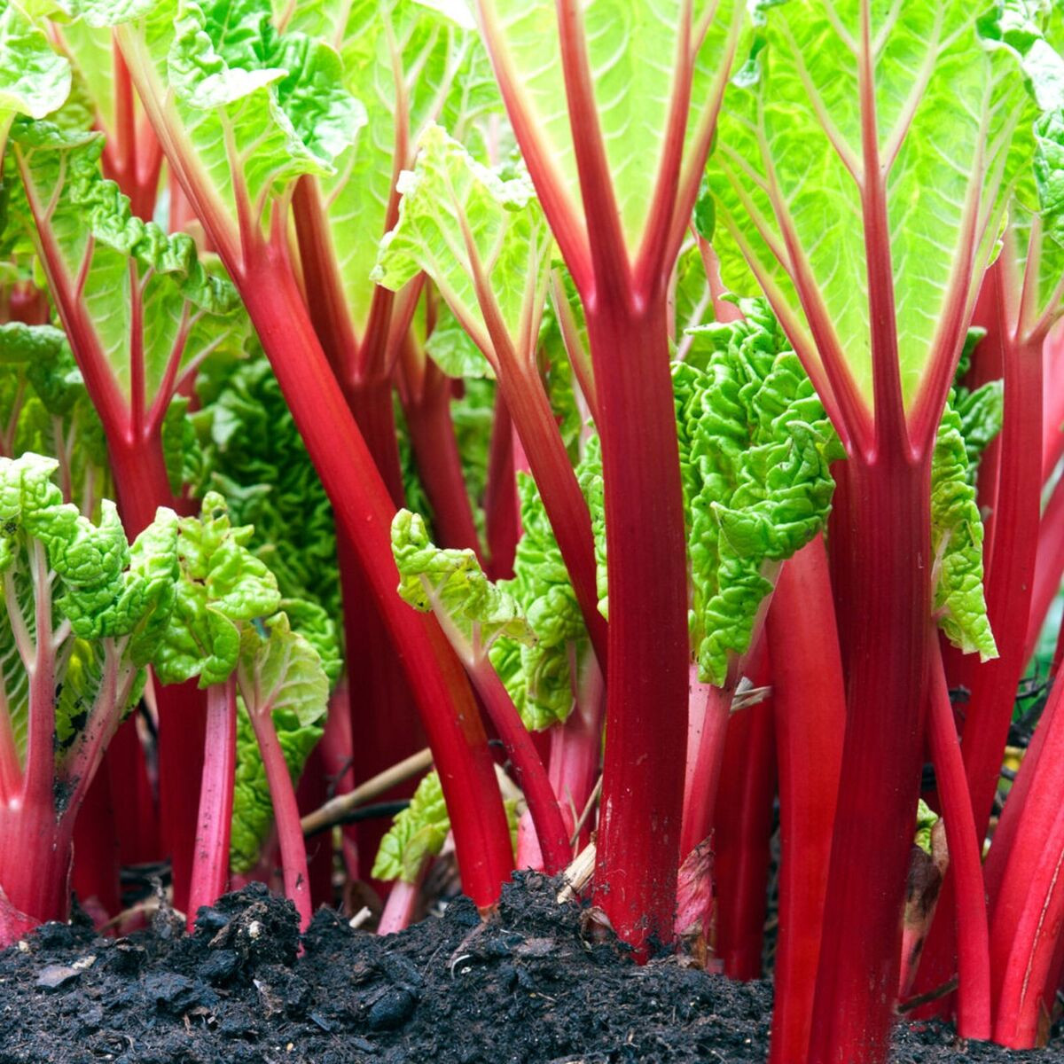 Rhubarb Red Champagne - Mr Middleton Garden Shop