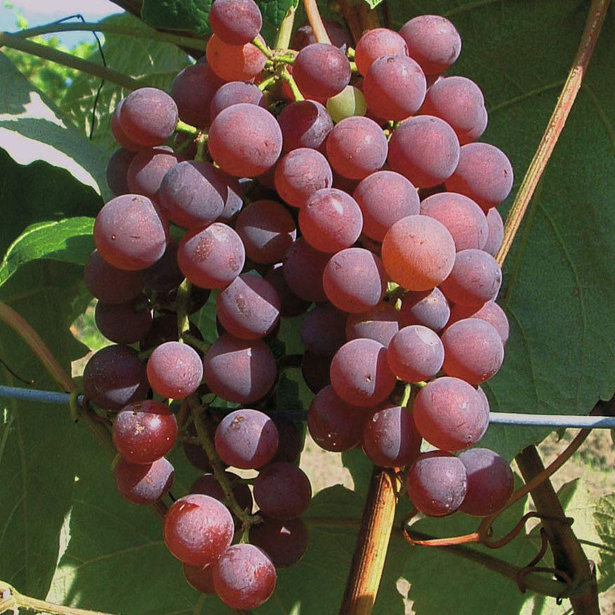 Grape Vine Rose Dream - Mr Middleton Garden Shop