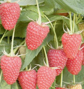Raspberry Glen Ample - Mr Middleton Garden Shop