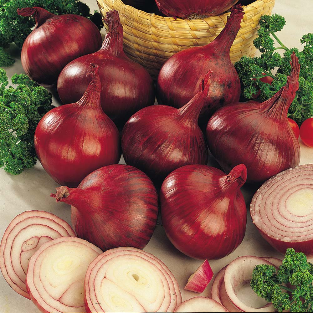 Onion Red Winter - Mr Middleton Garden Shop