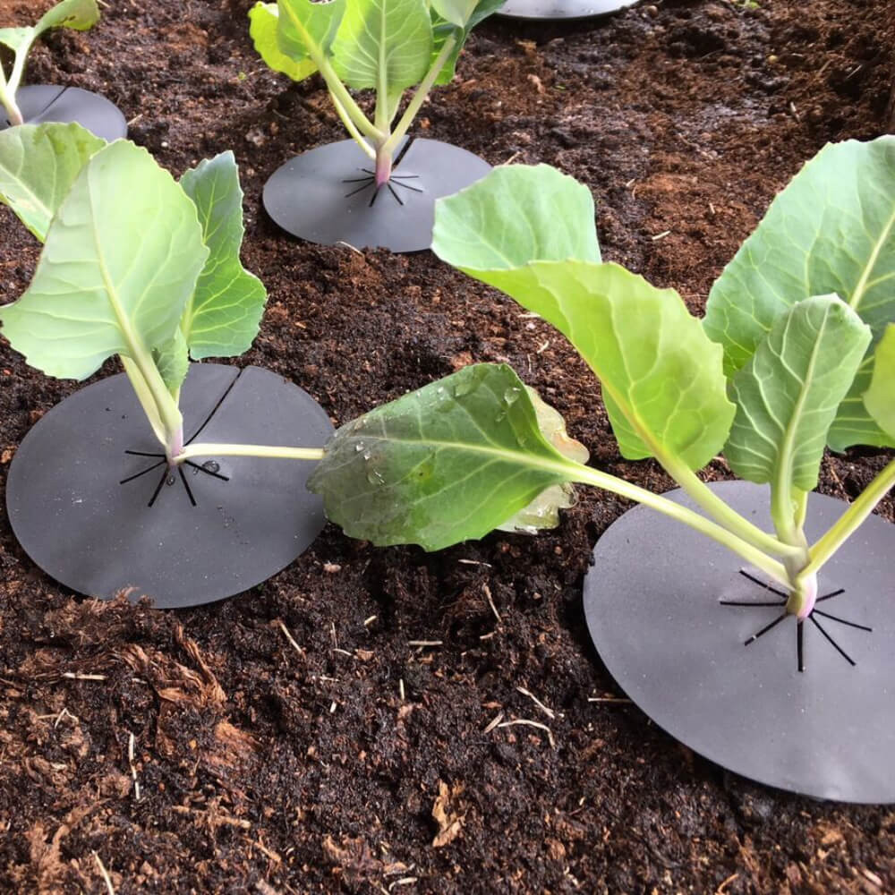 Cabbage Collars - Mr Middleton Garden Shop