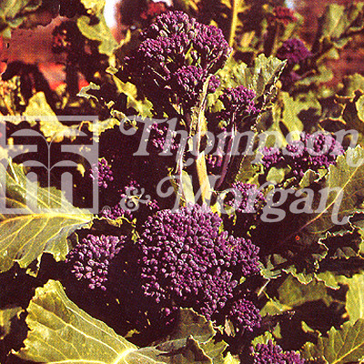 Broccoli Early Purple Sprouting - Mr Middleton Garden Shop