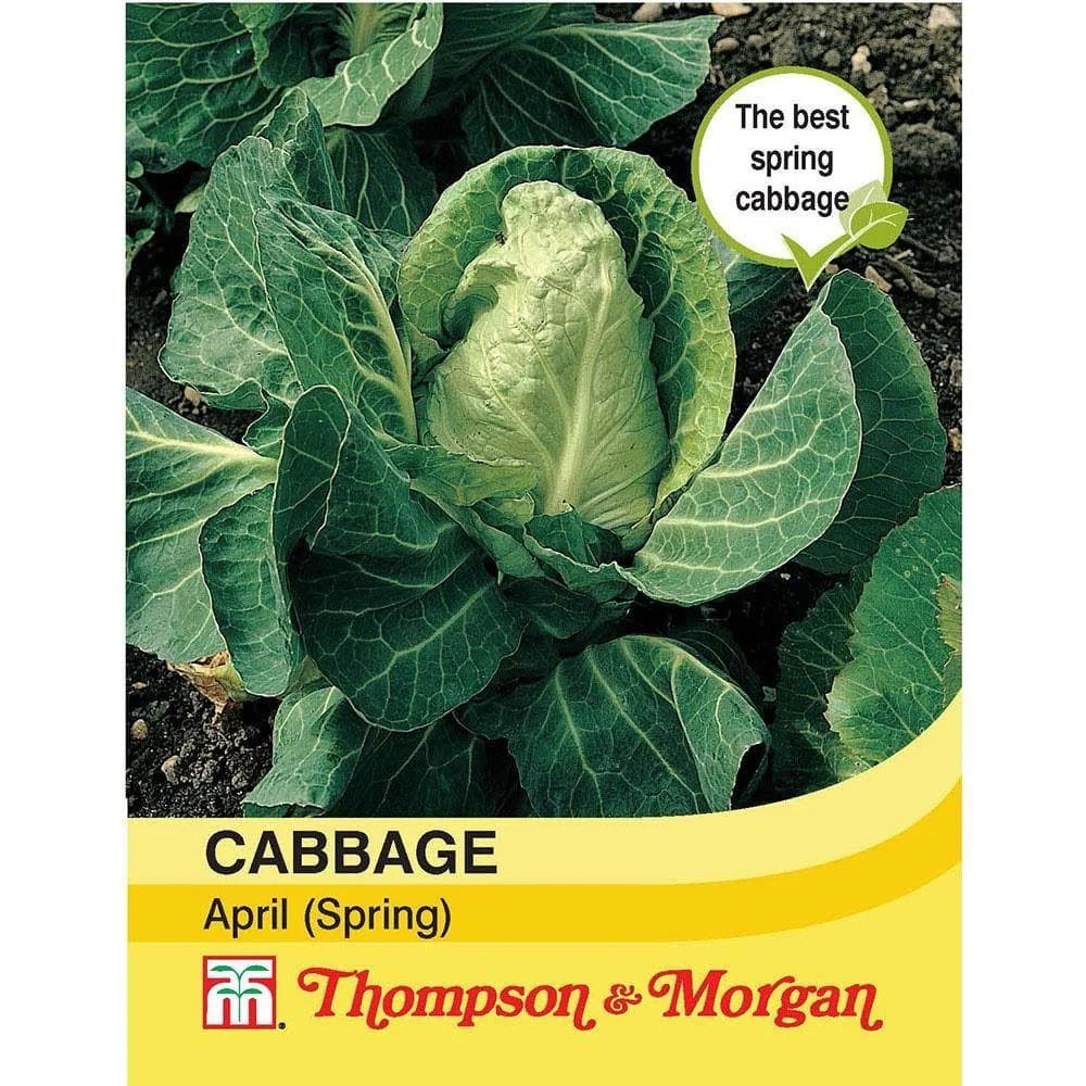 Cabbage (Spring) April - Mr Middleton Garden Shop