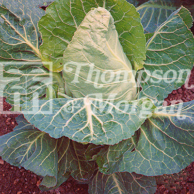 Cabbage (Spring) April - Mr Middleton Garden Shop