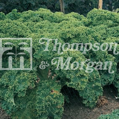 Kale Dwarf Green Curled - Mr Middleton Garden Shop