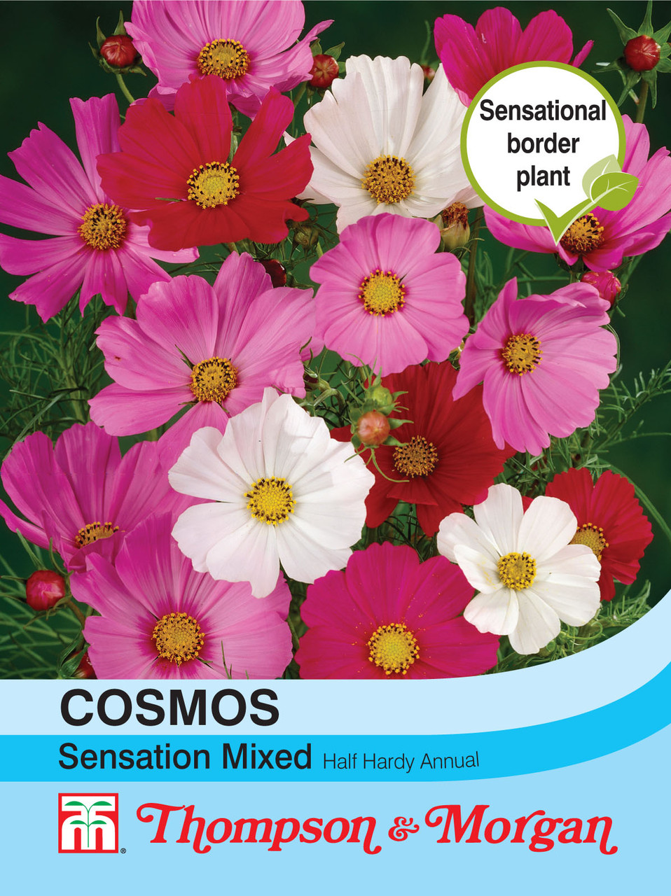 Cosmos Sensation Mixed - Mr Middleton Garden Shop
