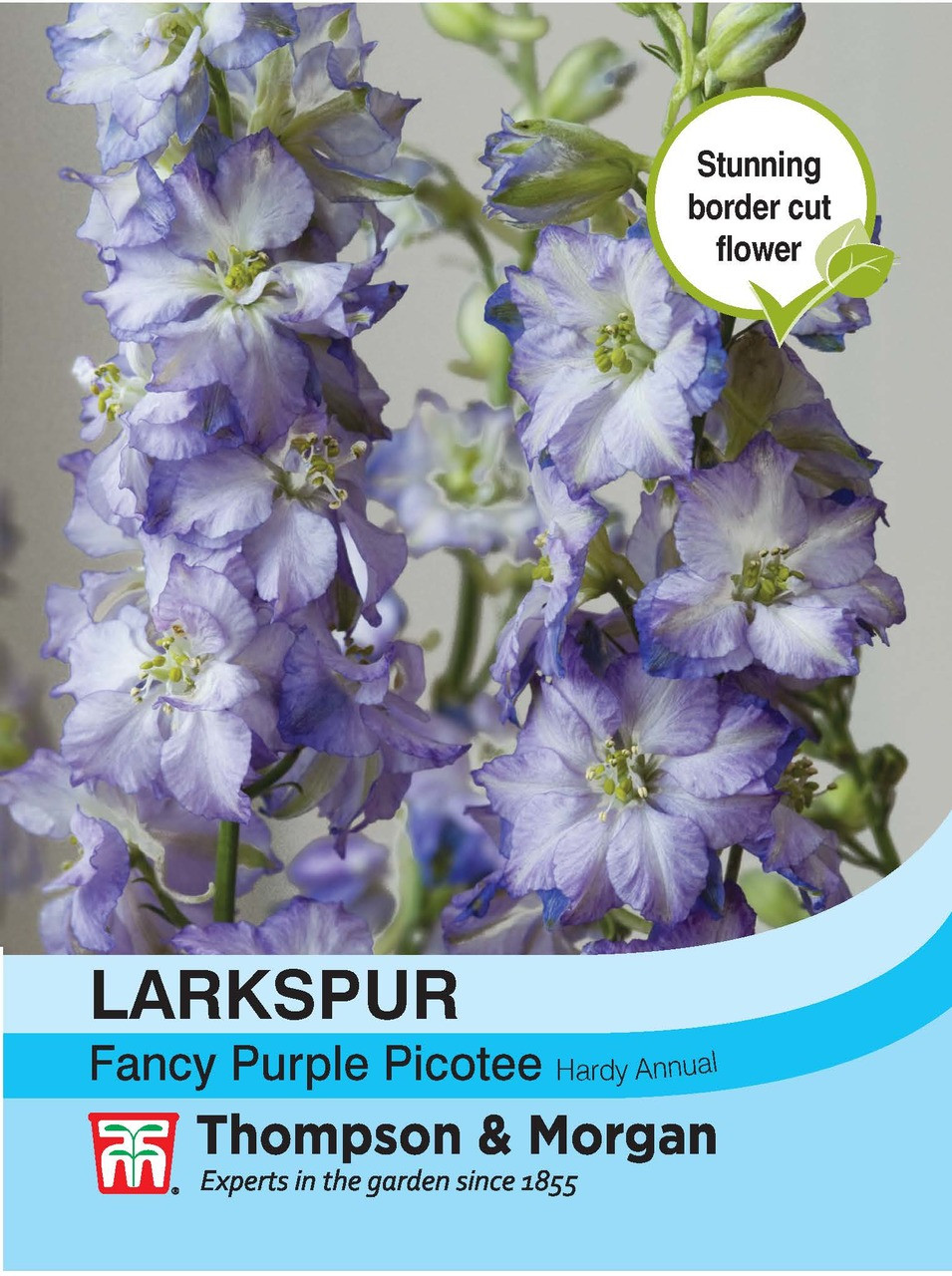Larkspur Fancy Purple Picotee - Mr Middleton Garden Shop