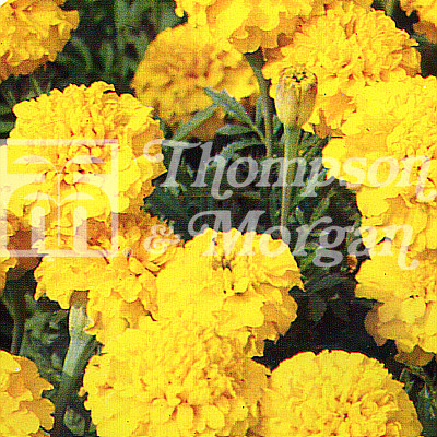 Marigold Boy O Boy Yellow (French) - Mr Middleton Garden Shop