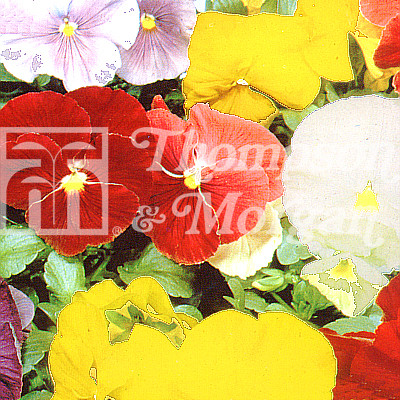 Pansy Clear Crystal Mixed - Mr Middleton Garden Shop