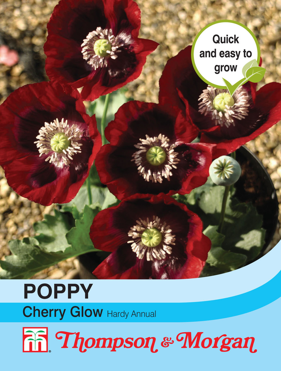 Poppy Cherry Glow - Mr Middleton Garden Shop