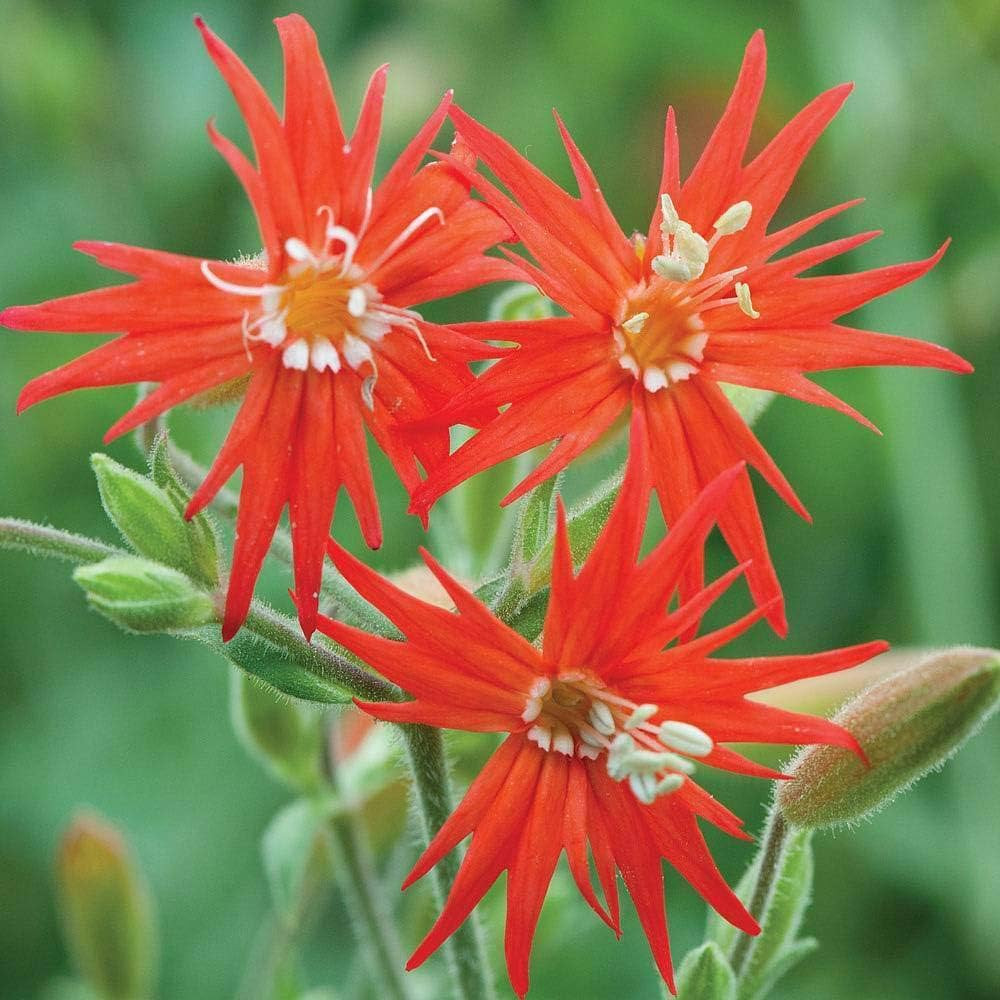 Silene Jack Flash - Mr Middleton Garden Shop