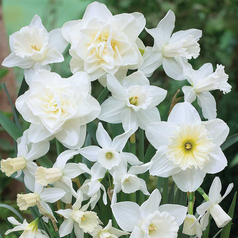 Narcissus Pure White Passion - Mr Middleton Garden Shop