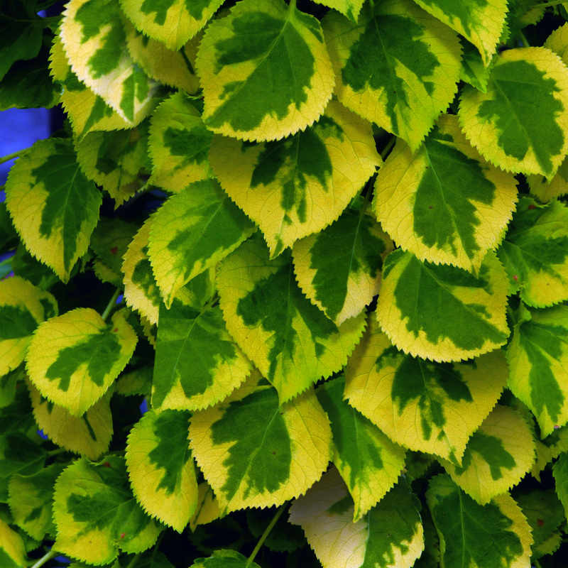 Hydrangea Petiolaris Miranda’ - Mr Middleton Garden Shop