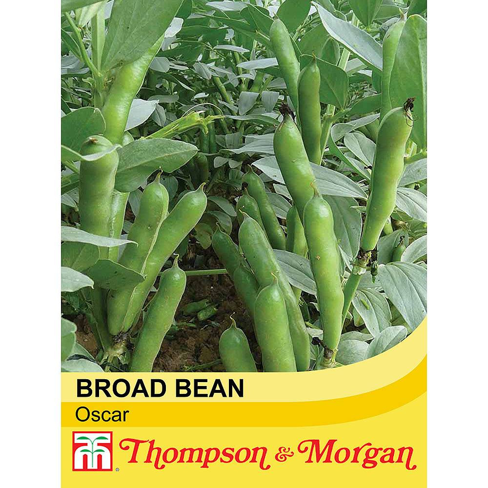 Broad Bean 'Oscar' - Mr Middleton Garden Shop