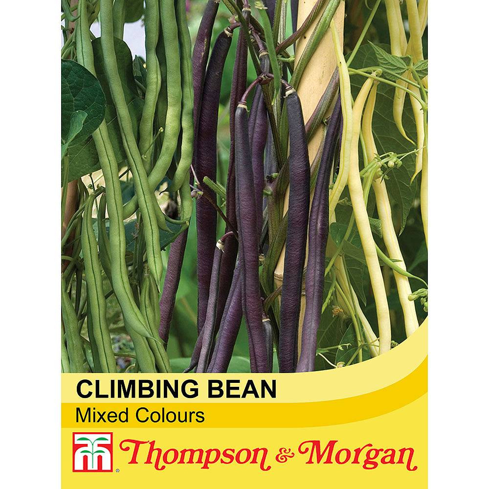 Climbing Beans Varieties