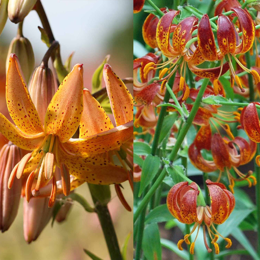 Lilium Collection - Mr Middleton Garden Shop