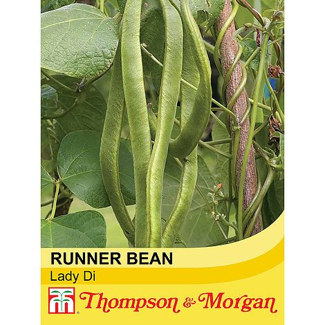 Runner Bean Lady Di - Mr Middleton Garden Shop