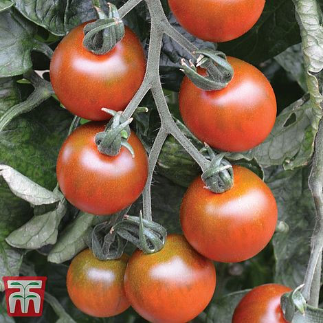 Tomato Ruby Falls - Mr Middleton Garden Shop