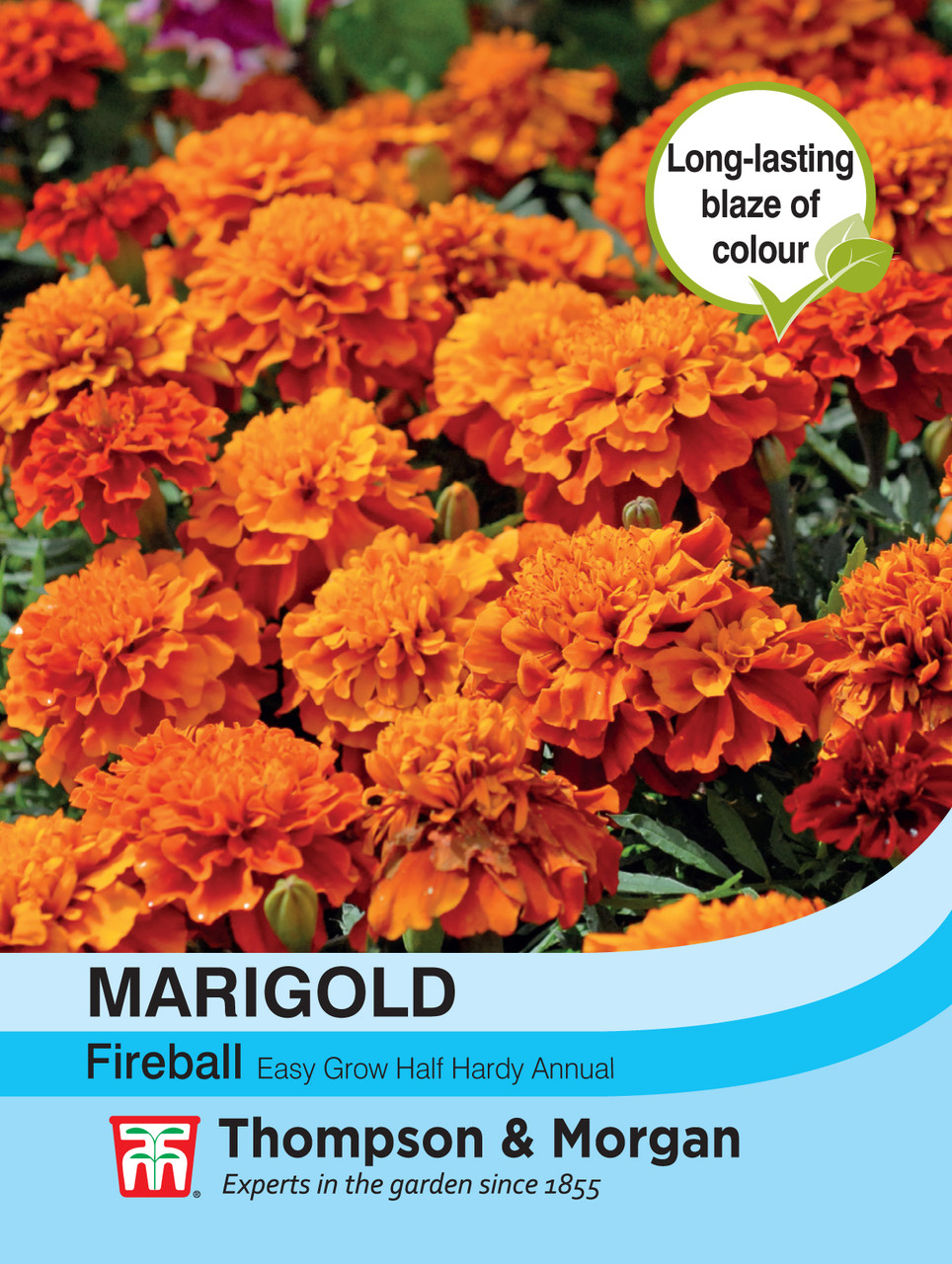 Marigold Fireball - Mr Middleton Garden Shop