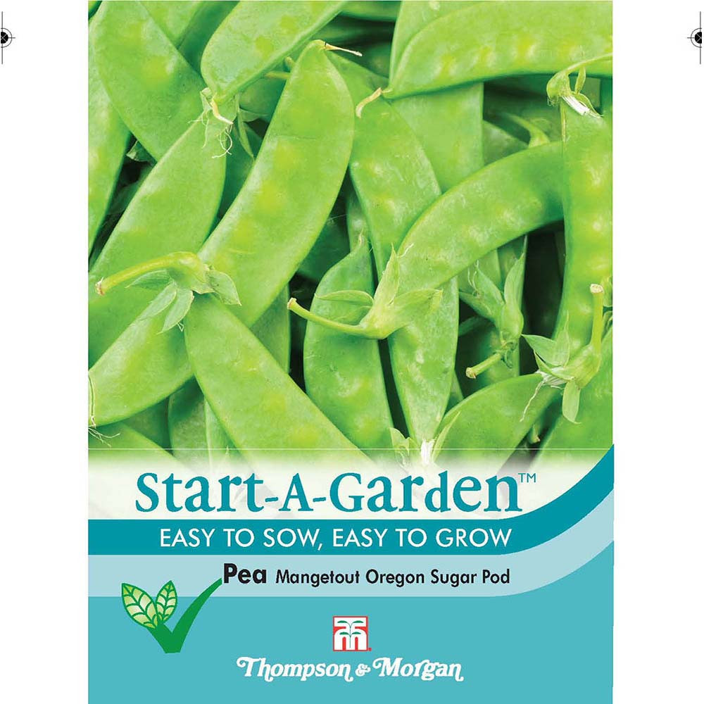 Mangetout Oregon Sugar Pod (Start a garden range) - Mr Middleton Garden ...