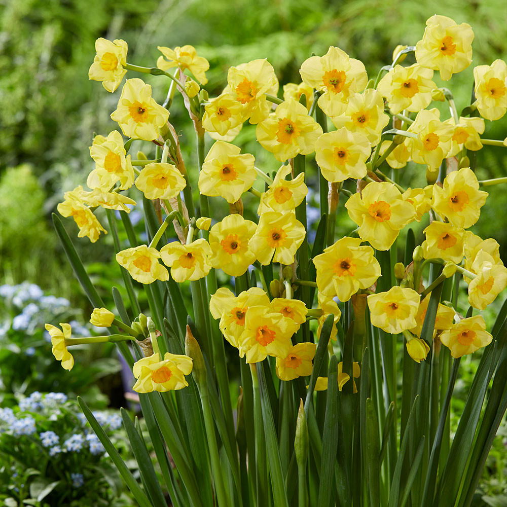 Narcissus Golden Dawn - Mr Middleton Garden Shop
